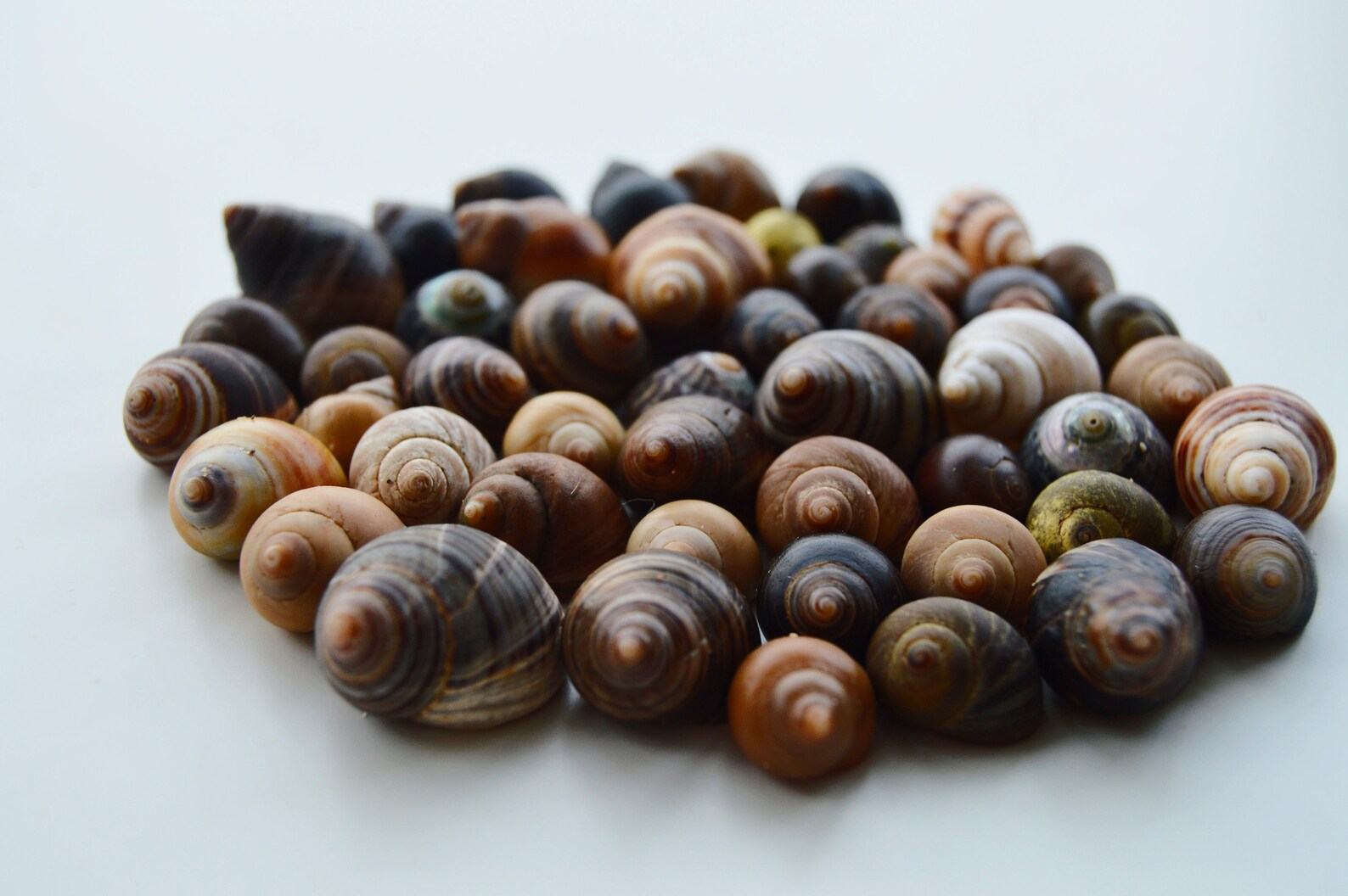 Seashells 50 Pcs From the Celtic Sea Shore Wales United - Etsy