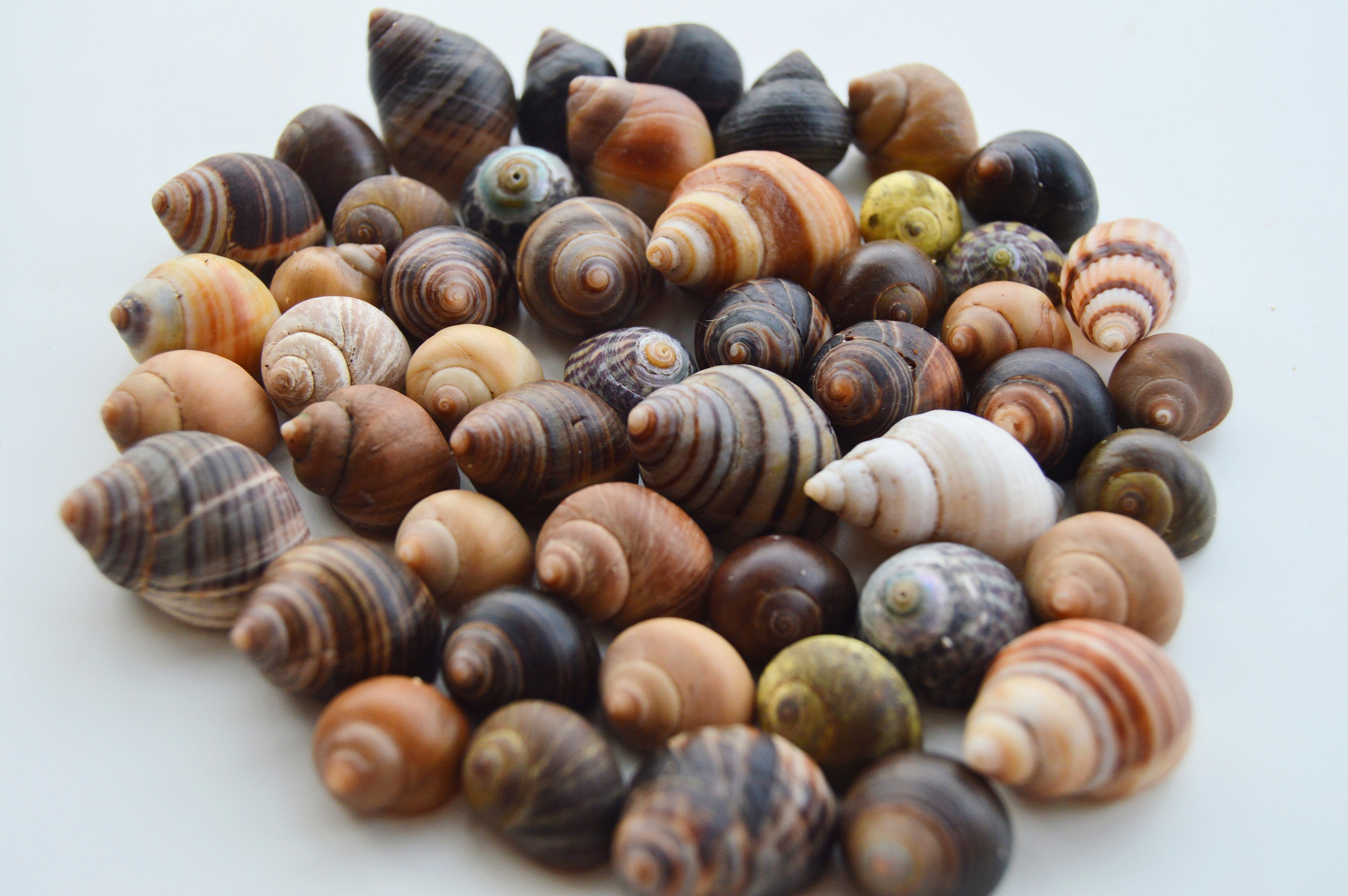 Seashells 50 Pcs From the Celtic Sea Shore Wales United - Etsy