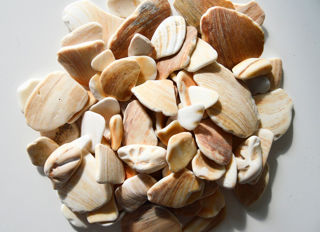 Sea Shells Pieces (200 G) From the Celtic Sea Shore in Wales, Scotland ...
