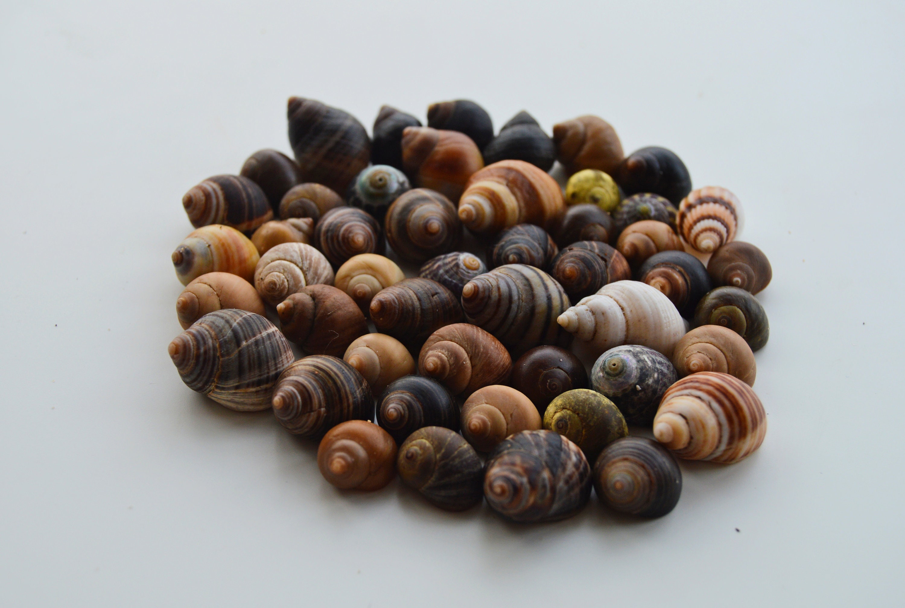 Seashells 50 Pcs From the Celtic Sea Shore Wales United - Etsy