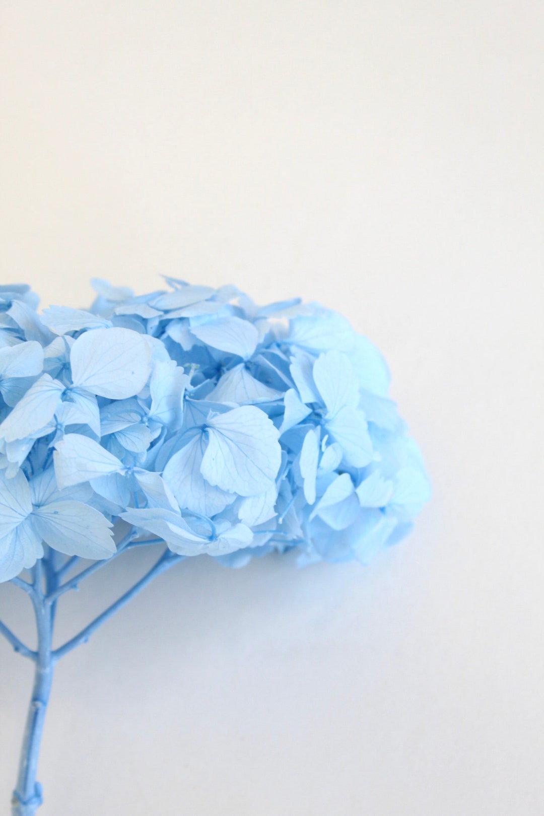 Preserved Baby Blue Hydrangea Natural Florals for DIY Wedding, Bridal ...