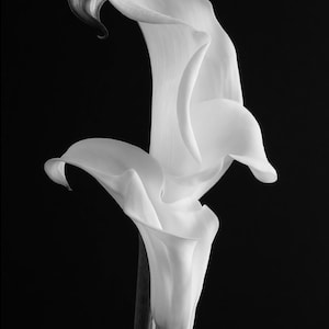 Black and White Flower Photography, Calla Lily Print, Nature, Flower ...