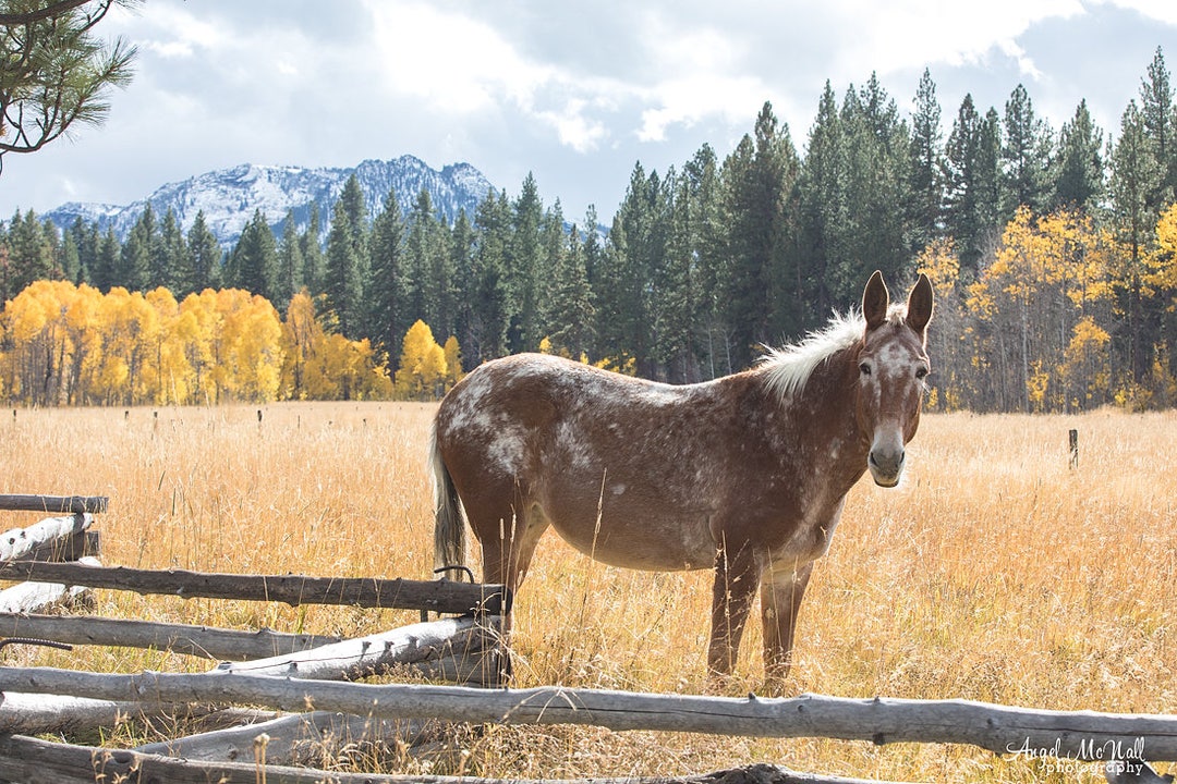 Horse Photography Print: Fall Colors, Country Wall Art - Etsy