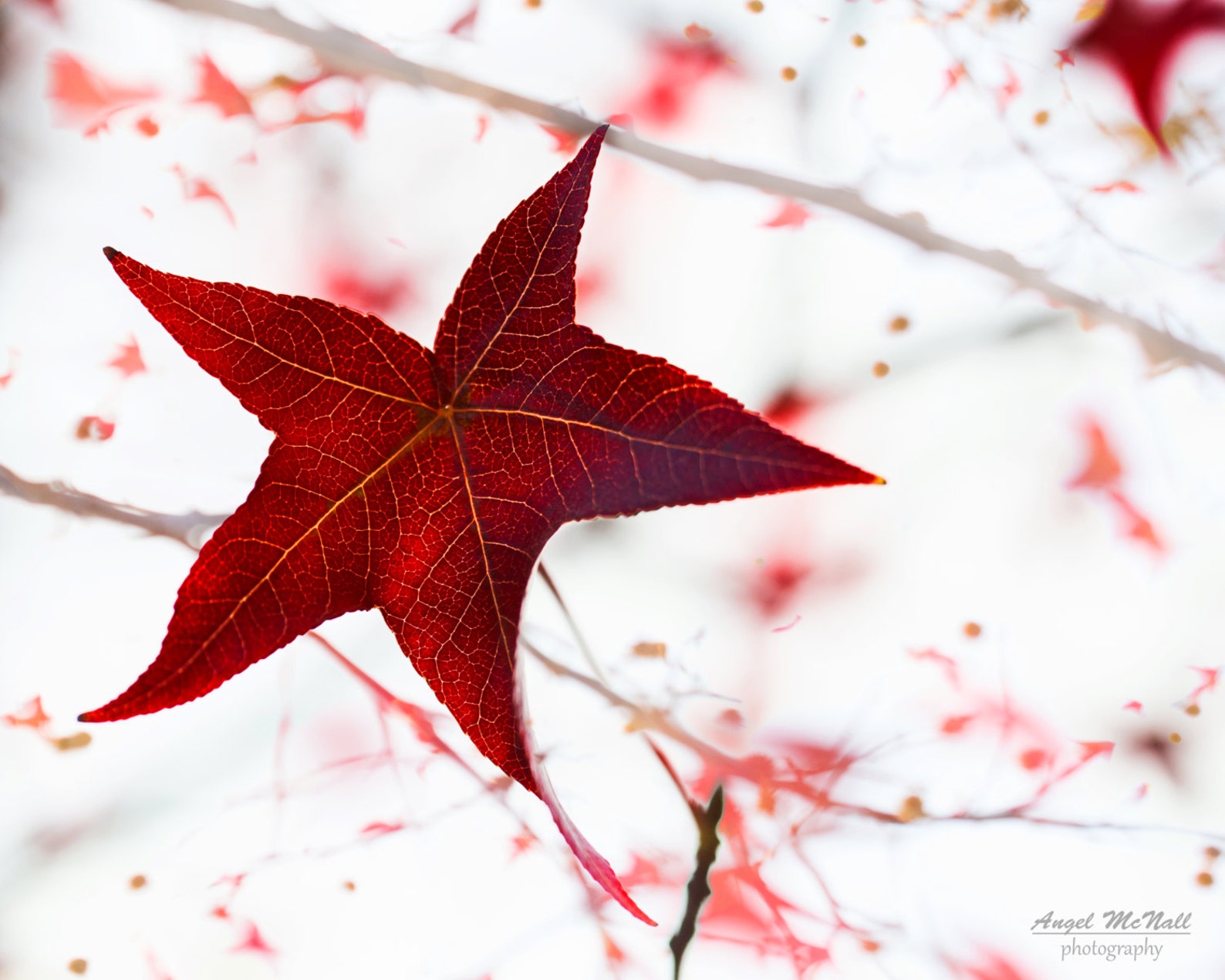 Red and White, Star Shaped, Red Leaf, Fall Decor, Winter Decor, Autumn ...