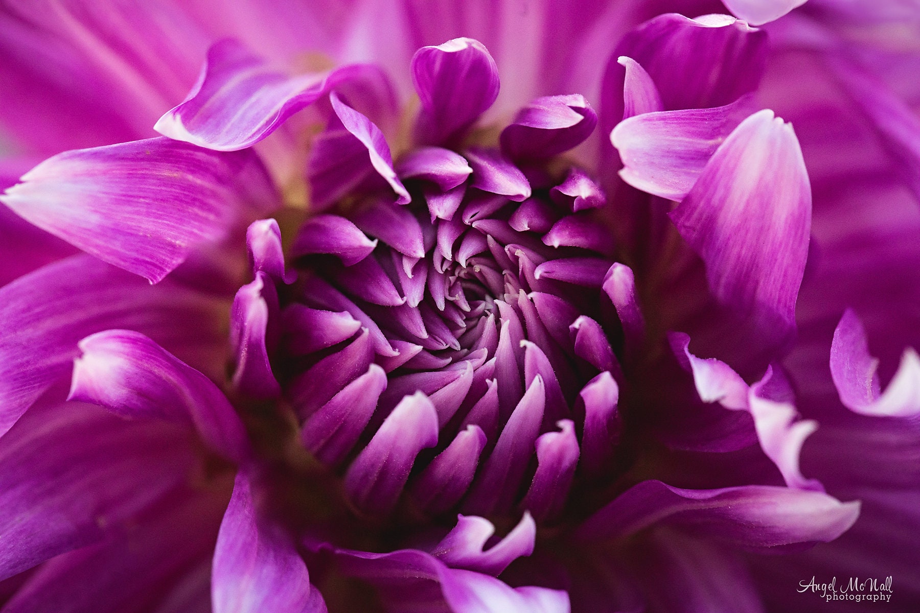 Flower Photography Print, Large Floral Wall Art Print, Over Bed Wall ...