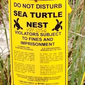 Turtles, Sea Turtles, Everywhere! It's Turtle Time! - Etsy