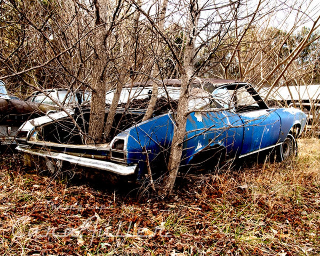Photograph of a Blue 1969 Chevy Chevelle With a Tree Growing in Trunk ...