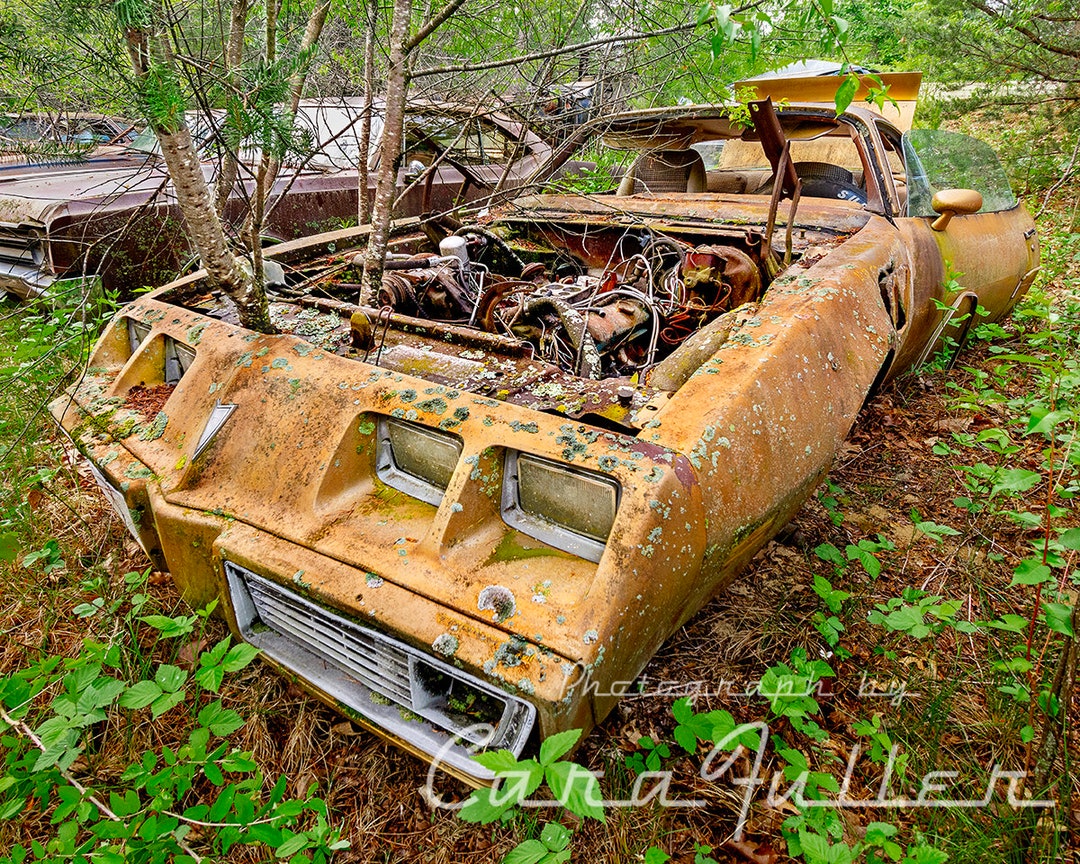 Photograph of a 1979 - 1981 Pontiac Transam With a Tree Growing Through ...