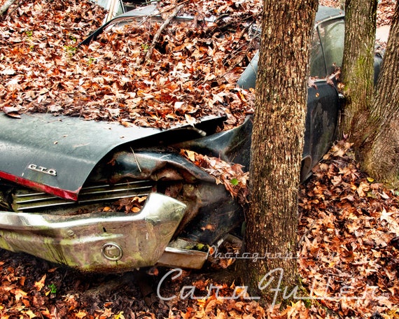 Photograph of the 1967 Pontiac GTO With a Tree Growing Over - Etsy