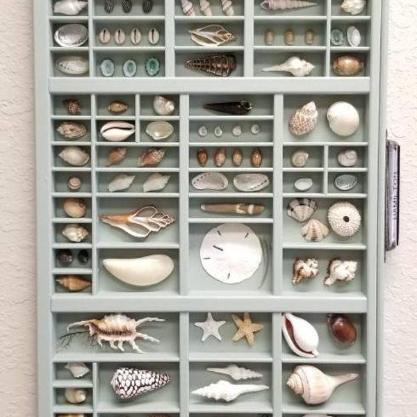 Seashell Display - Etsy