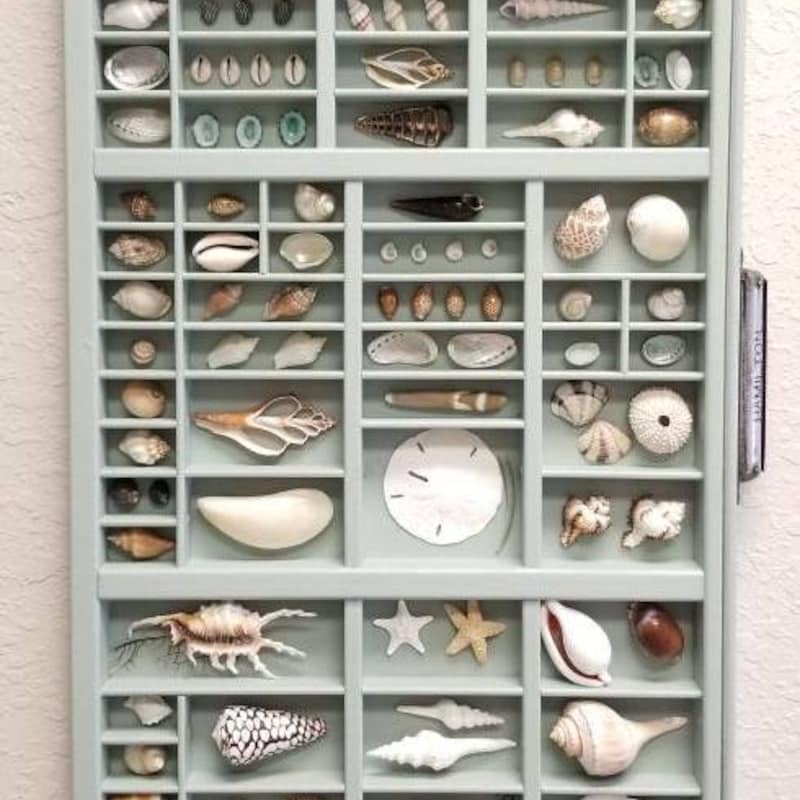 Seashell Display Box - Etsy