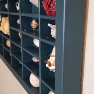 Vintage Seashell Display With Shells Shell Collection Coastal Decor ...