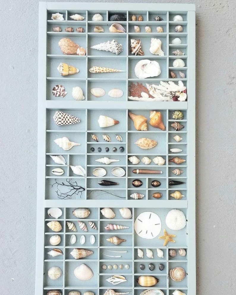 Seashell Collection Display – Coastal Decor, Vintage Wood Tray for ...