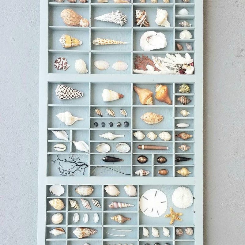 Seashell Display Box - Etsy