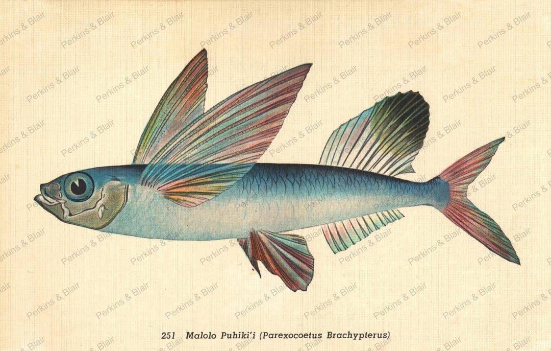 Tropical Fish Image, Hawaiian Fish Image, Vintage Postcard Image ...