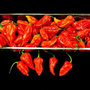 1 Ounce 100% Pure Ghost Pepper Powder Fiery HOT! Proudly Made in the U ...