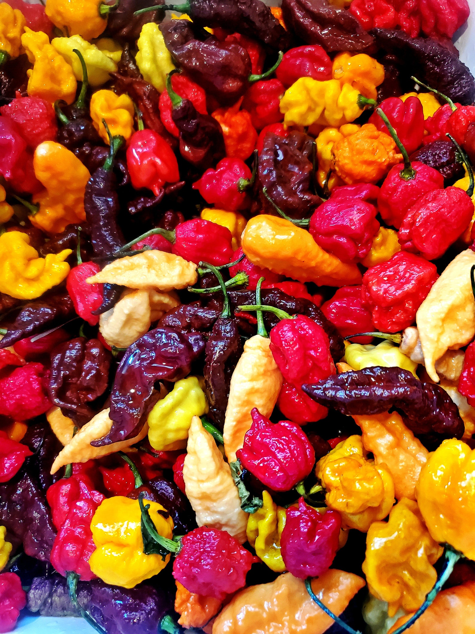 Freshly Pickled Super Hot Peppers- 2 Ingredients Only- This is the ...