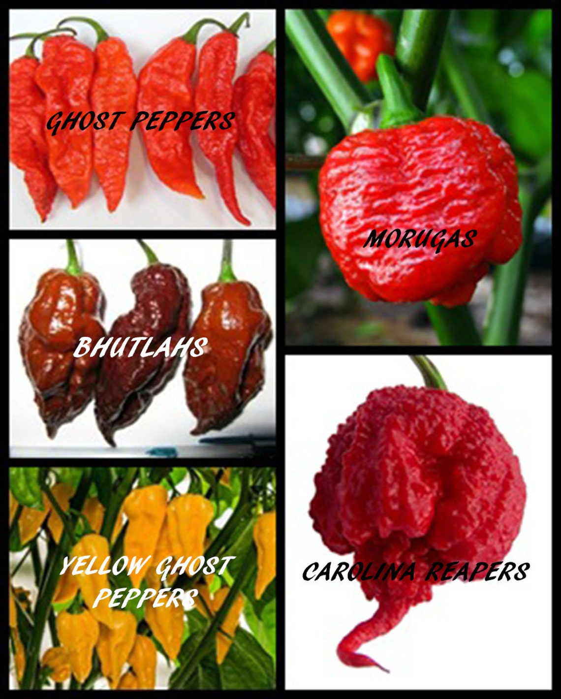 Freshly Pickled Super Hot Peppers- 2 Ingredients Only- This is the ...