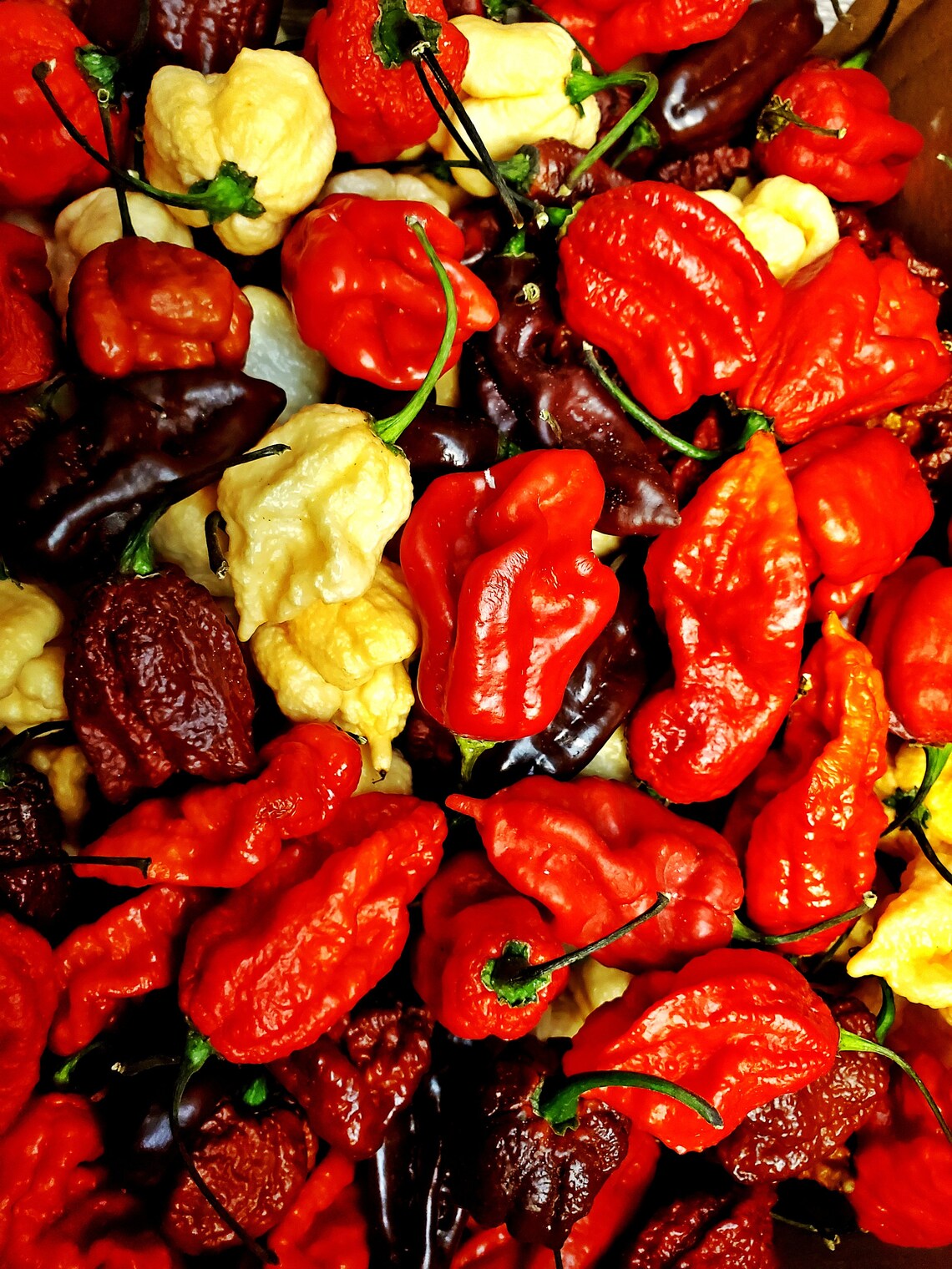 Freshly Pickled Super Hot Peppers- 2 Ingredients Only- This is the ...