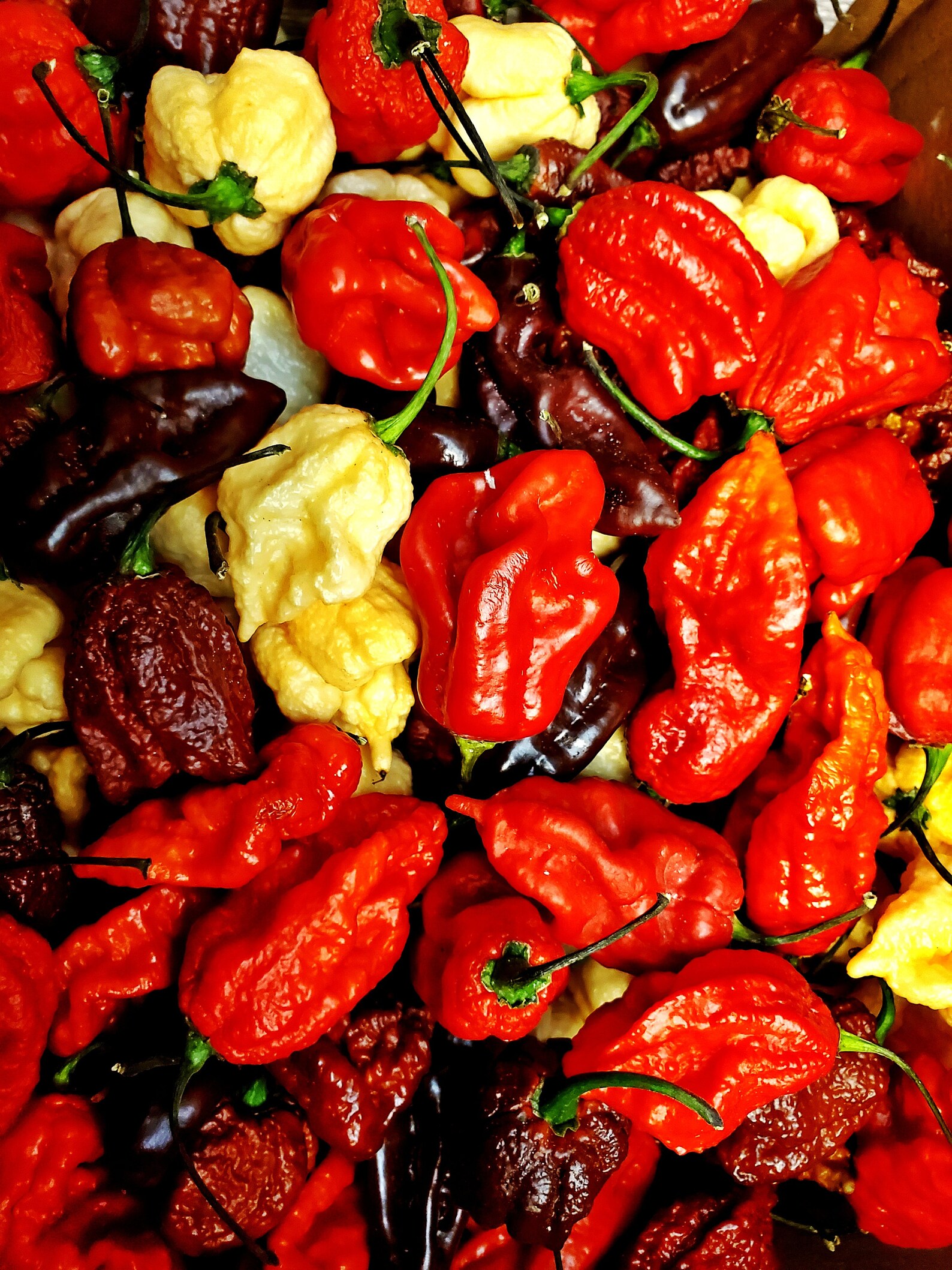 Freshly Pickled Super Hot Peppers- 2 Ingredients Only- This is the ...