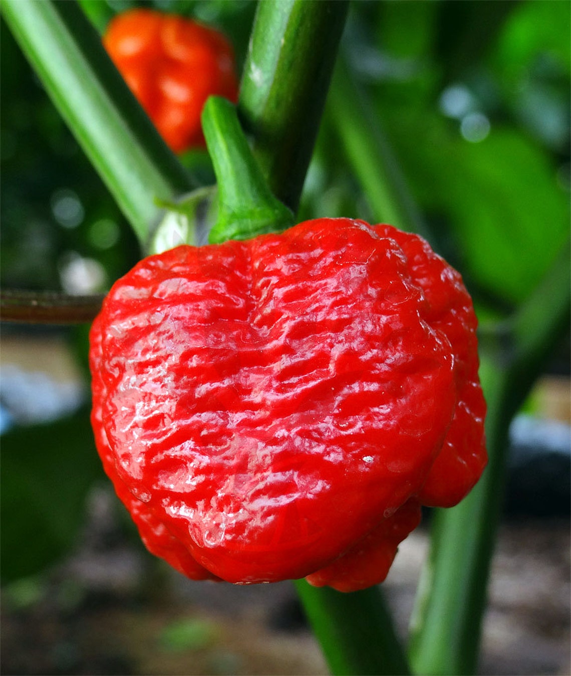 Freshly Pickled Super Hot Peppers- 2 Ingredients Only- This is the ...