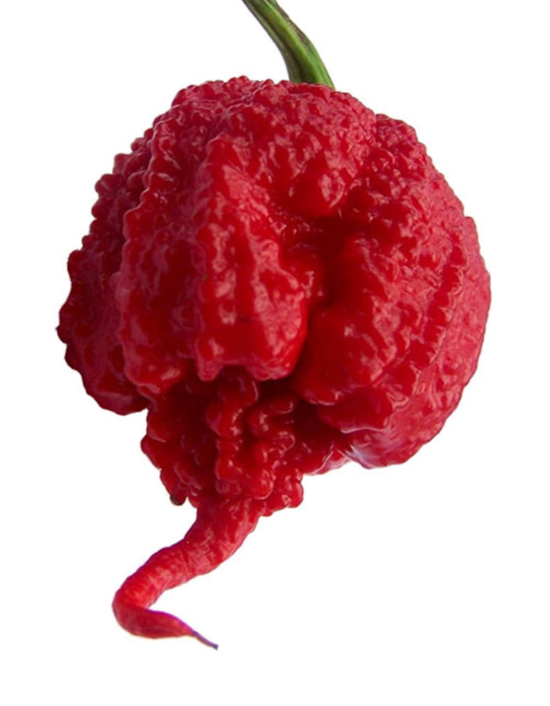 Freshly Pickled Super Hot Peppers- 2 Ingredients Only- This is the ...