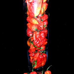 Organic Ghost Pepper Tear Drops, Flavors: Lemon, Cherry, Apple ...