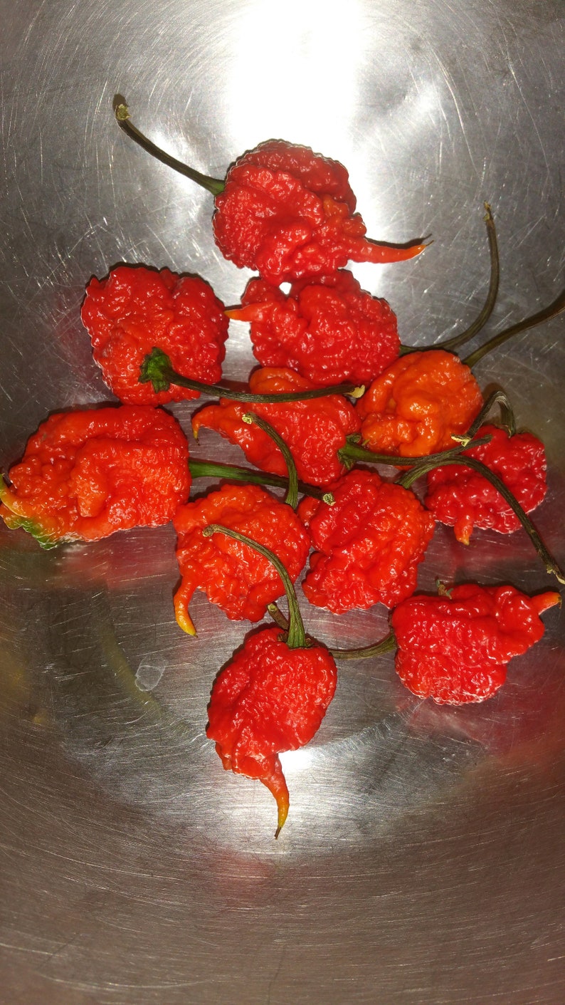 Carolina Reaper/ghost Pepper/ Moruga Scorpion/habanero BBQ Sauce Made ...