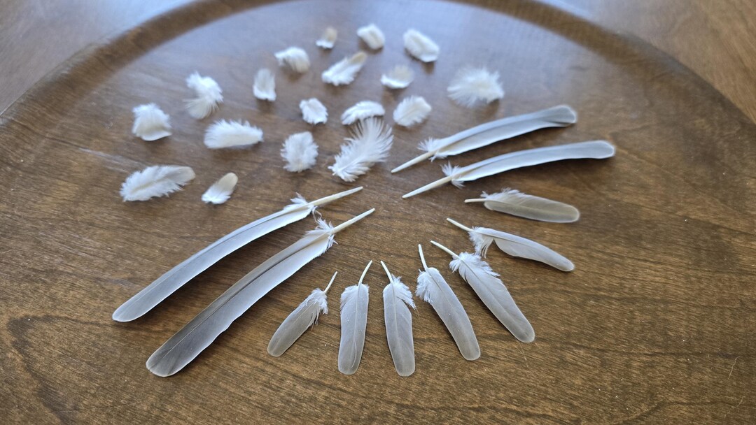 29 Mixed Dove Feathers - Etsy