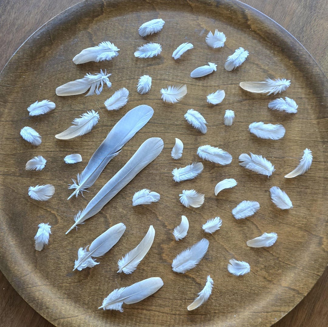45 Ring Neck Dove Feathers - Etsy