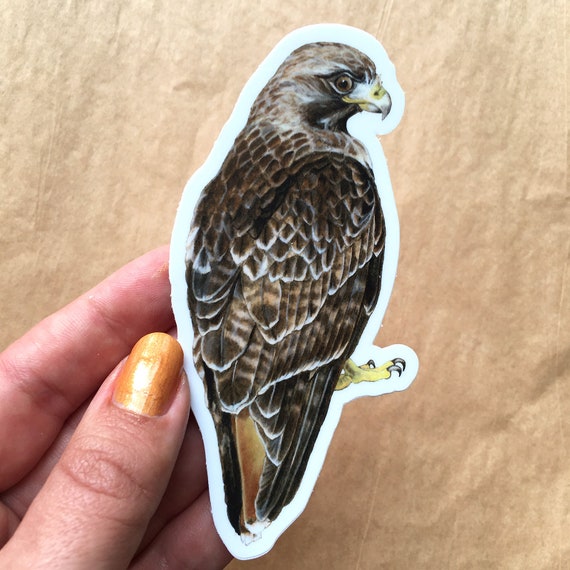 Red-tailed Hawk Vinyl STICKER | Etsy