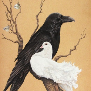 Dove and Raven- A Study in Black and White - 5x7+ Bird Art Print, Bird ...