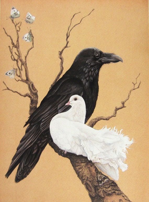 A White Dove Among Crows