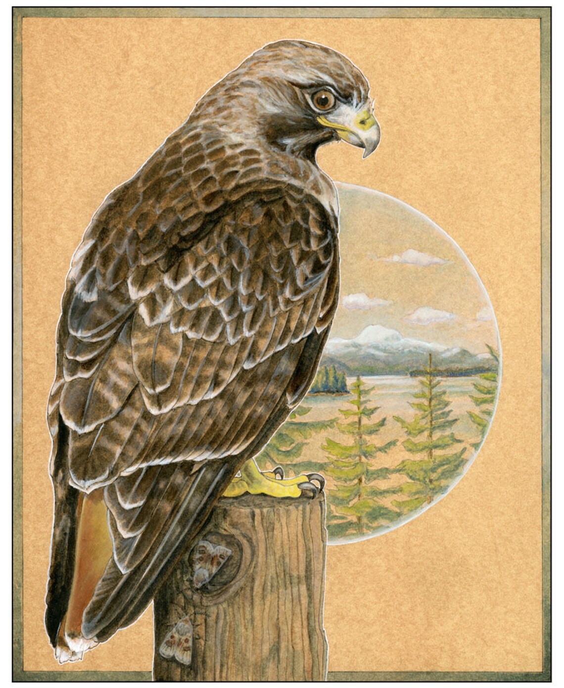 Red-tailed Hawk Illustration 5x7 Watercolor Illustration - Etsy