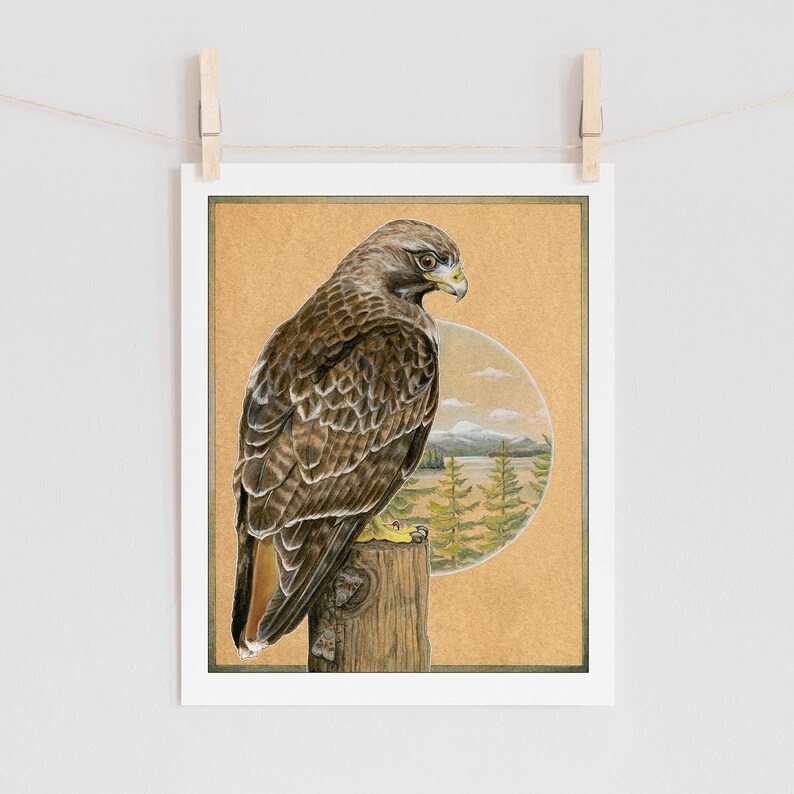 Red-tailed Hawk Illustration 5x7 Watercolor Illustration - Etsy