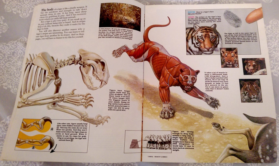 ZOOBOOKS Tigers Volume 1987 | Etsy