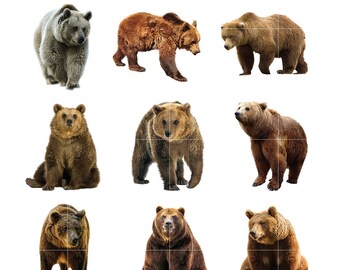 12 Bear Animal Watercolor Clipart Collection,transparent Png,high ...
