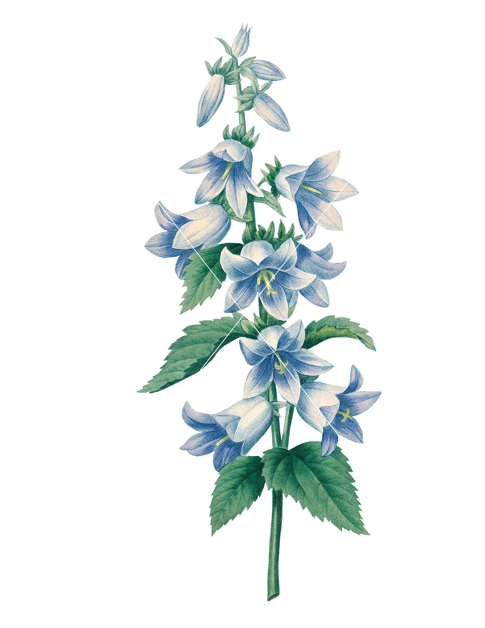 Vintage Flower Clipart, Instant Download, Commercial Use - Etsy