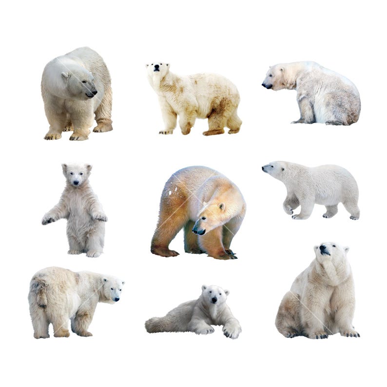 Polar Bear Cliparts, Instant Download, Commercial Use - Etsy