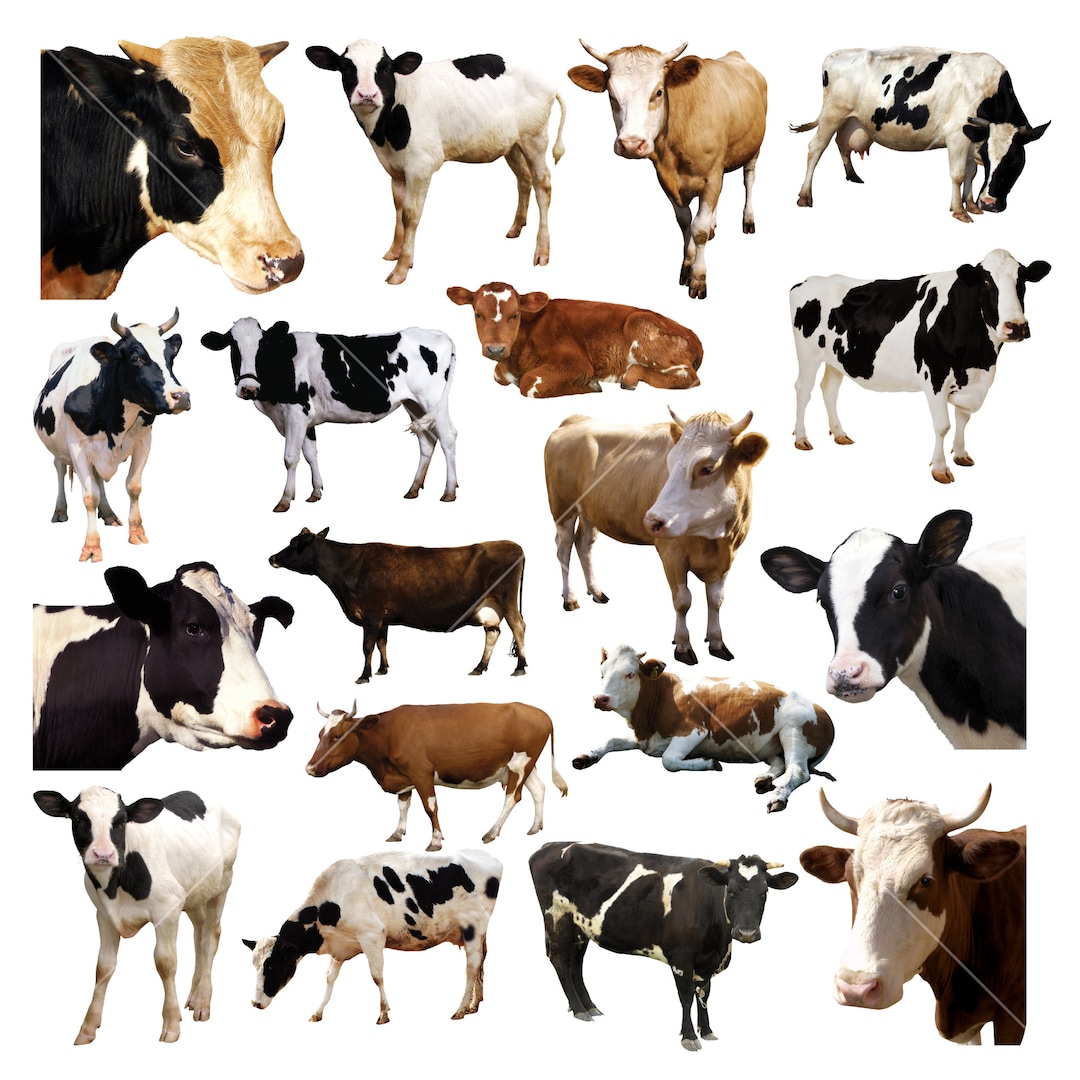 18 Cow Clipart, Instant Download, Commercial Use - Etsy