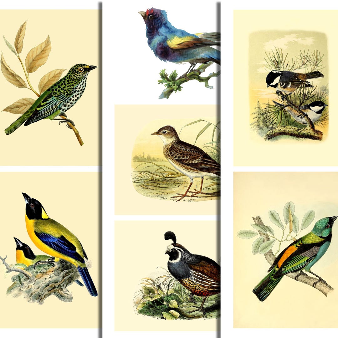 8 Vintage Birds Collage Sheets, Printable Images, Instant Download ...