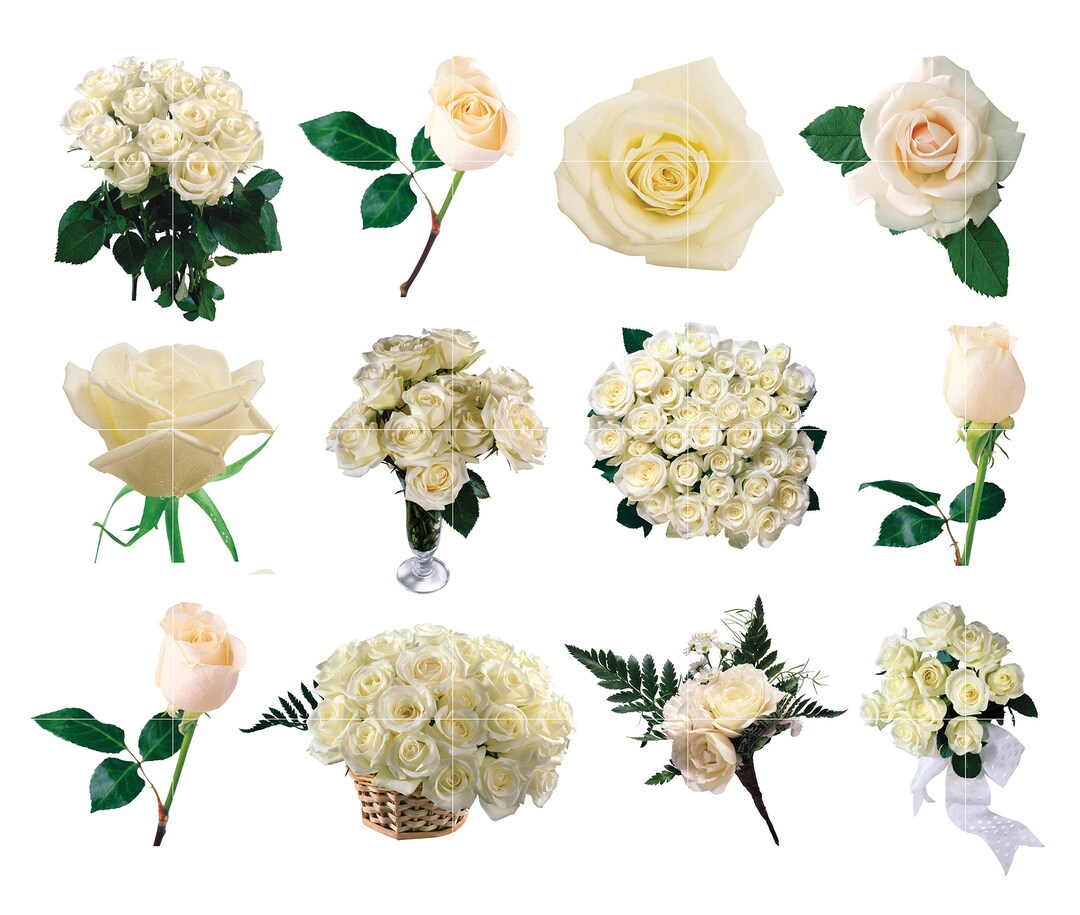 Ivory Rose Clipart, Instant Download, Commercial Use - Etsy