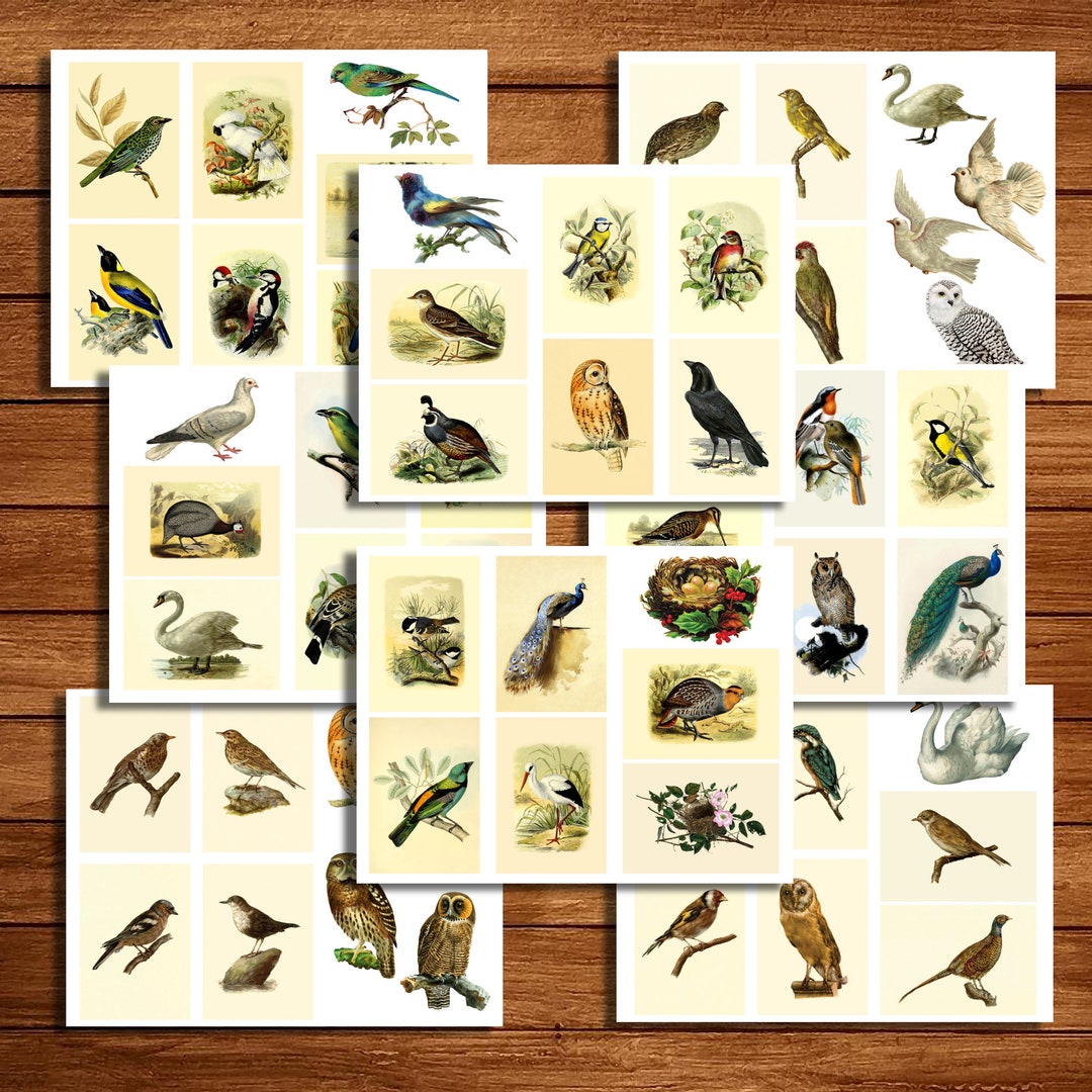 Vintage Birds Collage Sheets, Printable Images, Instant Download ...