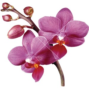 12 Orchid Clipart, Instant Download, Commercial Use - Etsy