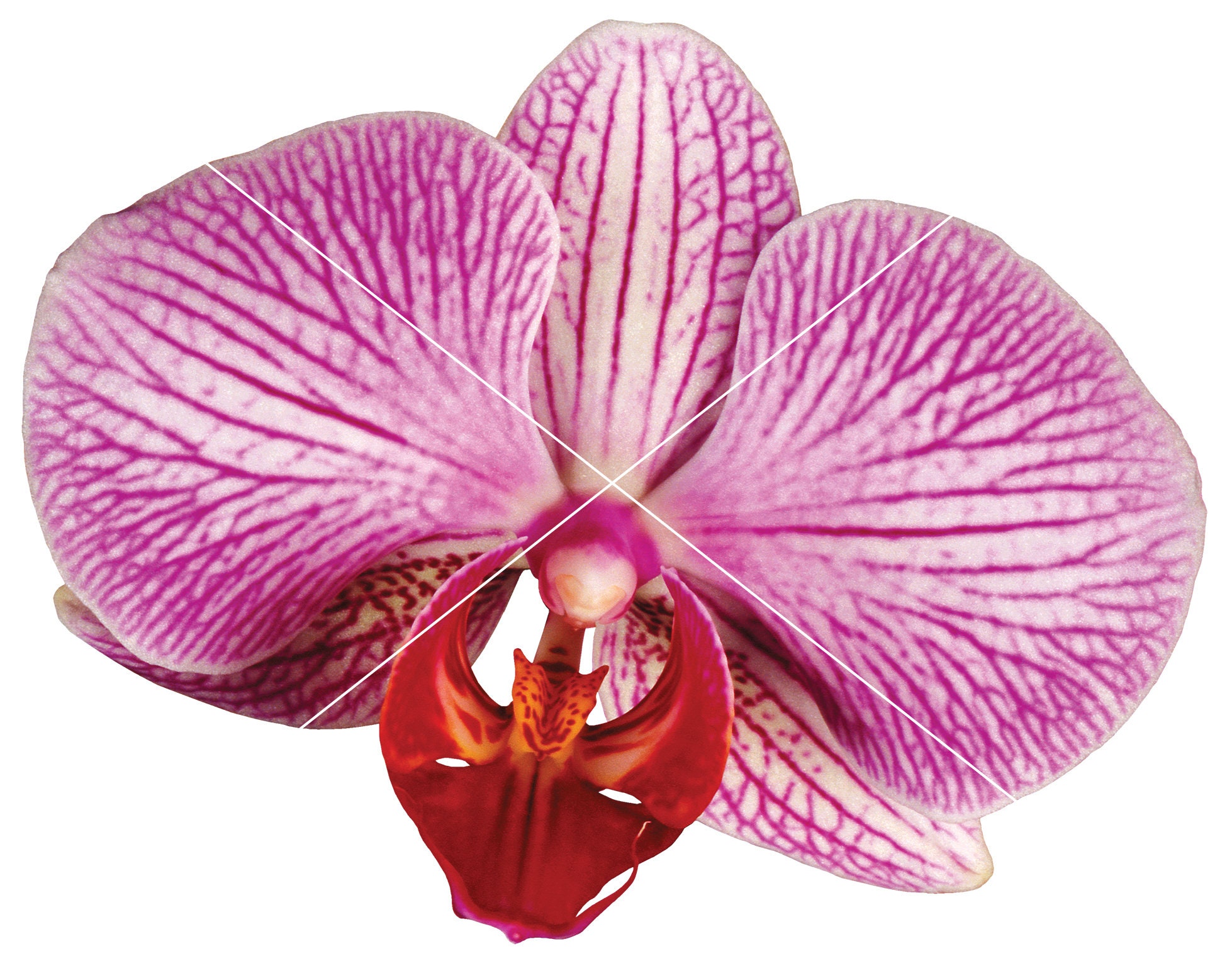 12 Orchid Clipart, Instant Download, Commercial Use - Etsy