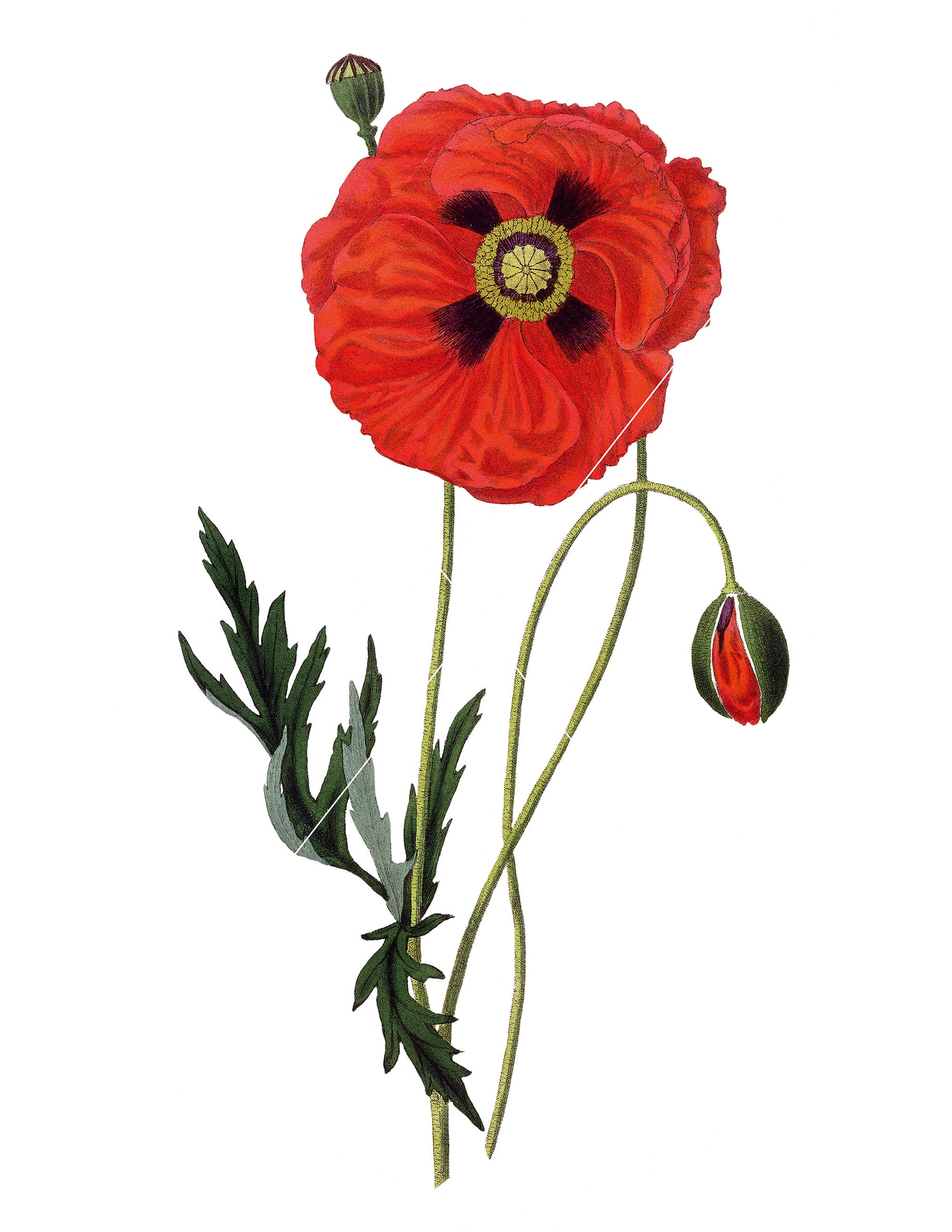 Vintage Flower Clipart, Instant Download, Commercial Use - Etsy