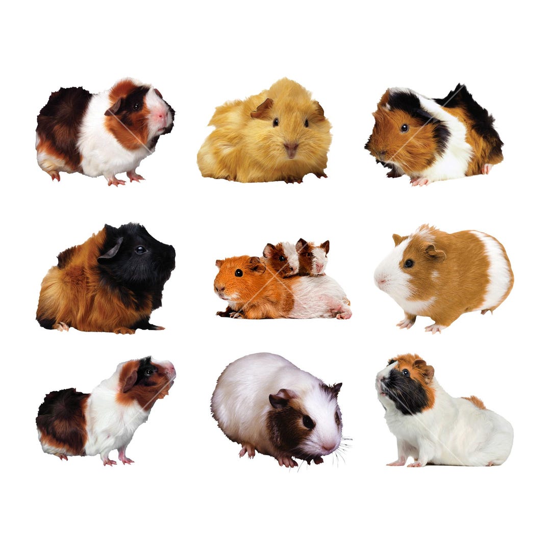 Guinea Pig Clipart, Instant Download, Commercial Use - Etsy