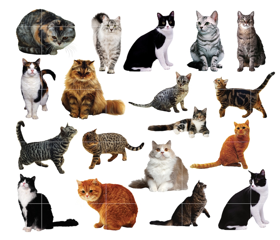 18 Cats PNG Cliparts, Instant Download, Commercial Use - Etsy Canada