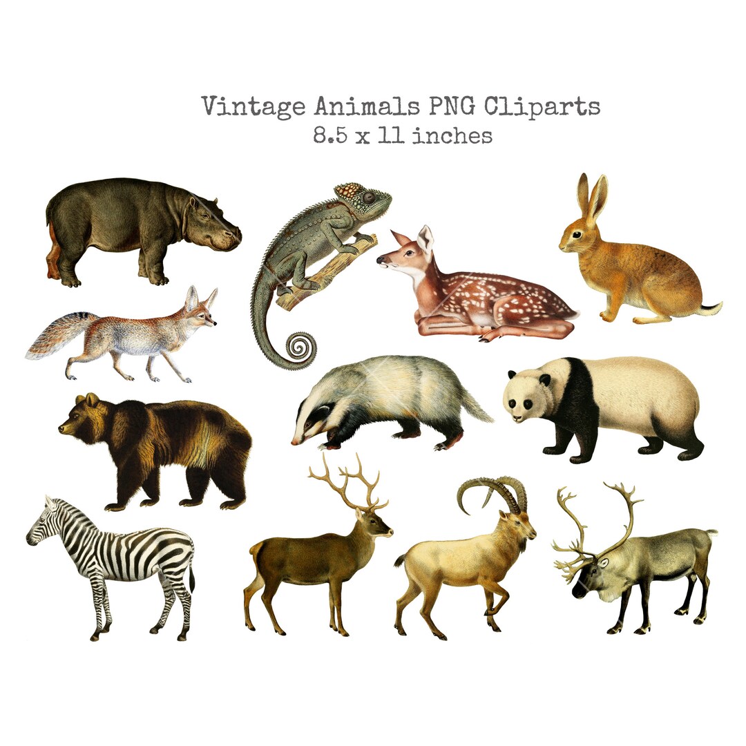 Vintage Animal Clipart, Instant Download, Commercial Use - Etsy