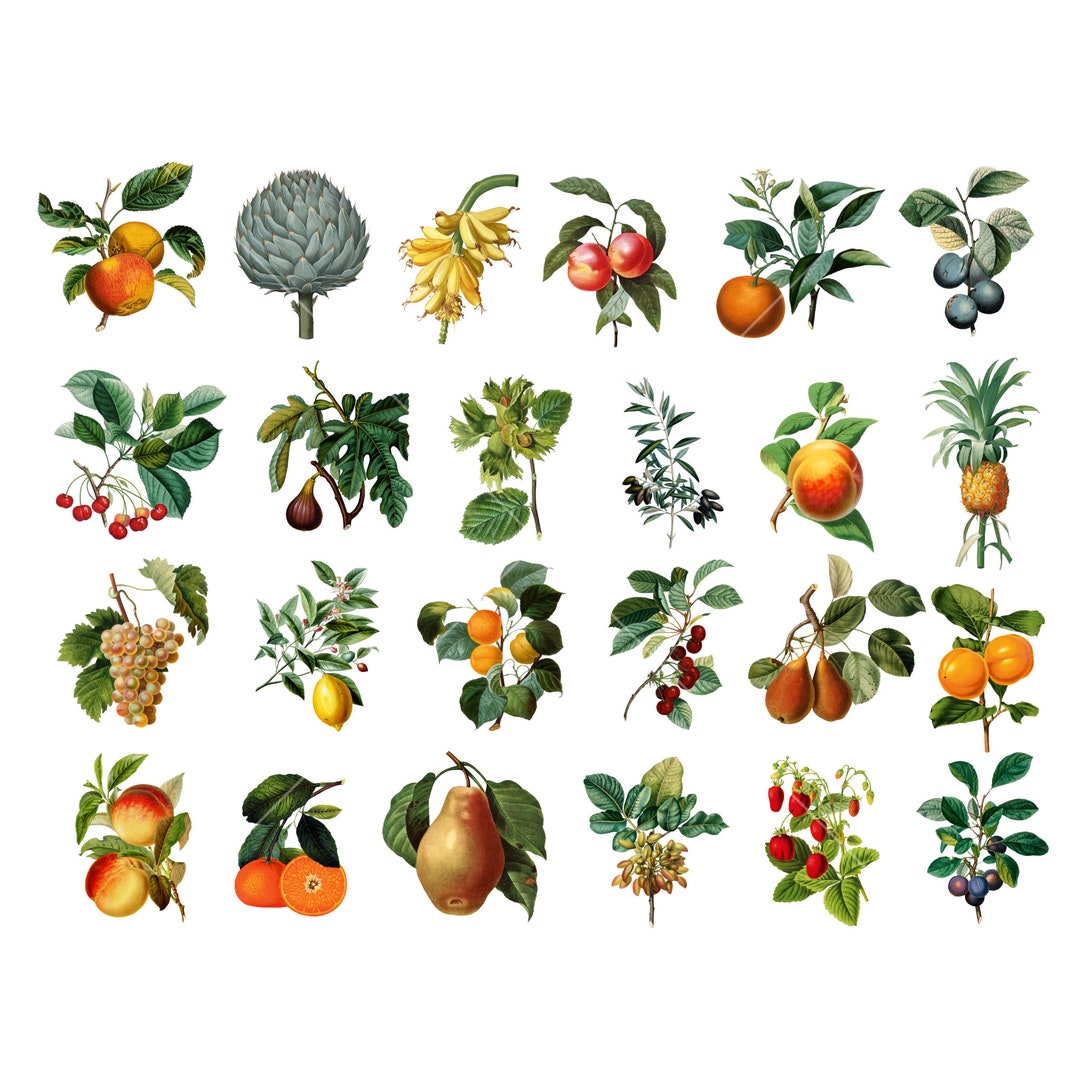 Vintage Fruits Clipart, Instant Download, Commercial Use - Etsy UK